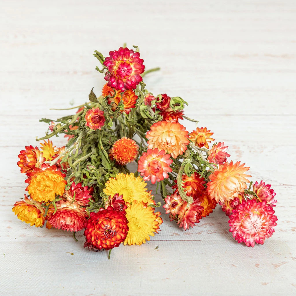 Dried / Preserved Flowers – Beckwourth Blooms