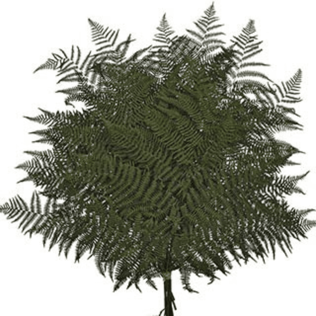 Greenery – Beckwourth Blooms