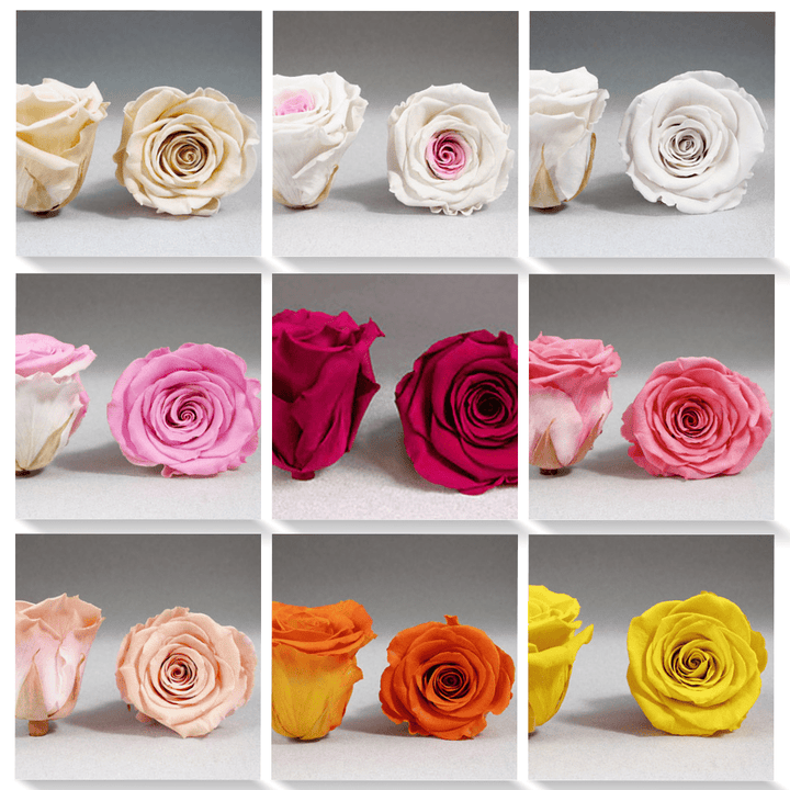 Preserved Roses – Beckwourth Blooms